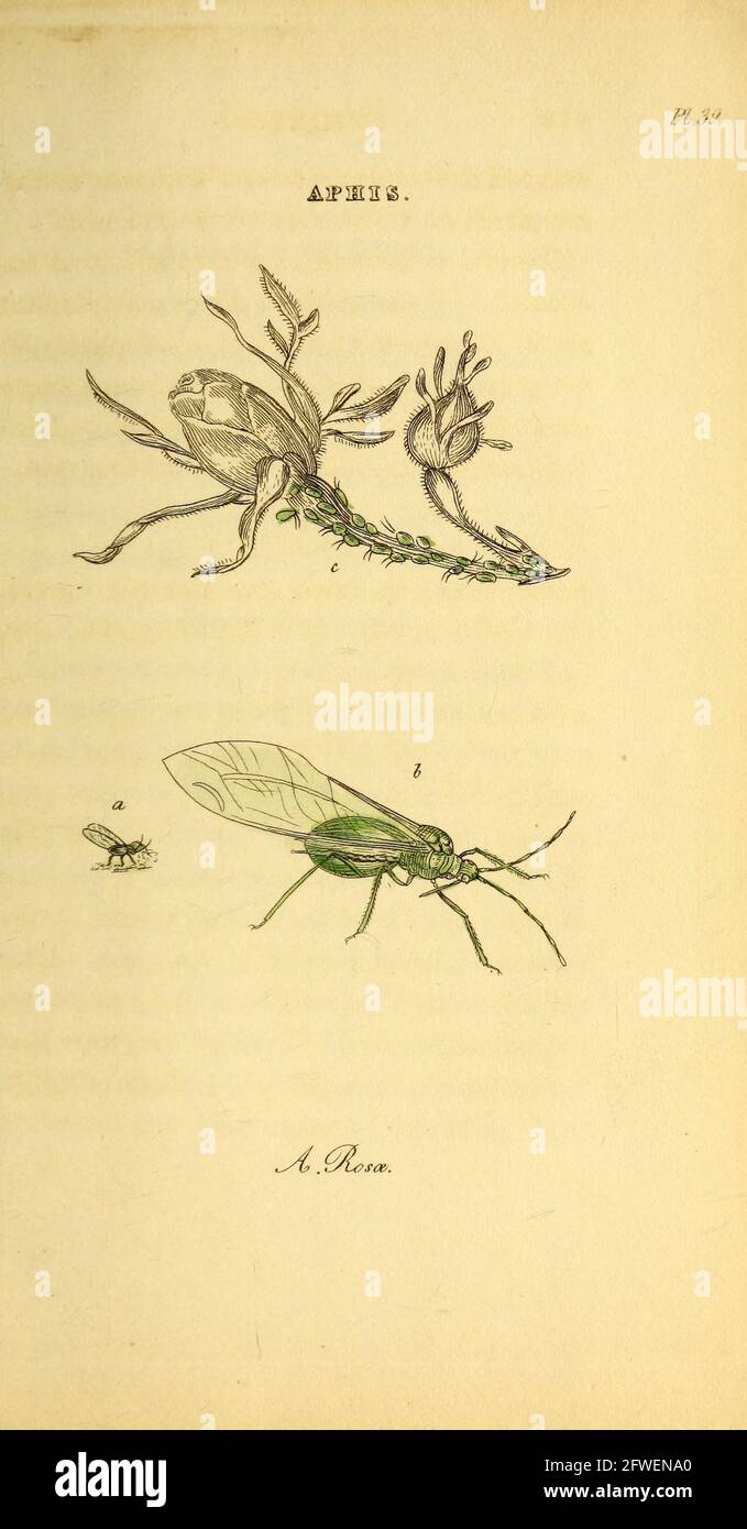 Vintage illustrations of beetles hi-res stock photography and images ...
