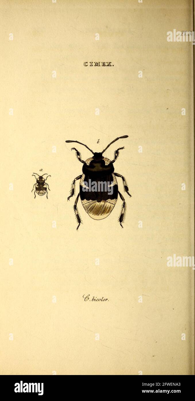 Vintage illustrations of beetles hi-res stock photography and images ...