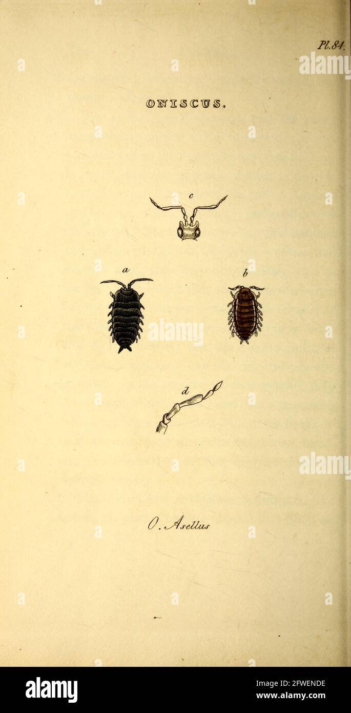 Vintage illustrations of beetles hi-res stock photography and images ...