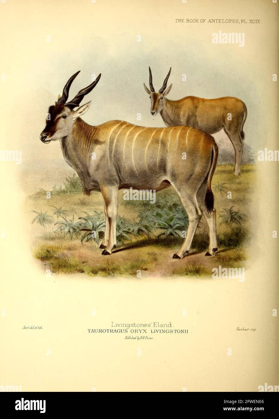 Book antelopes 1894 hi-res stock photography and images - Alamy