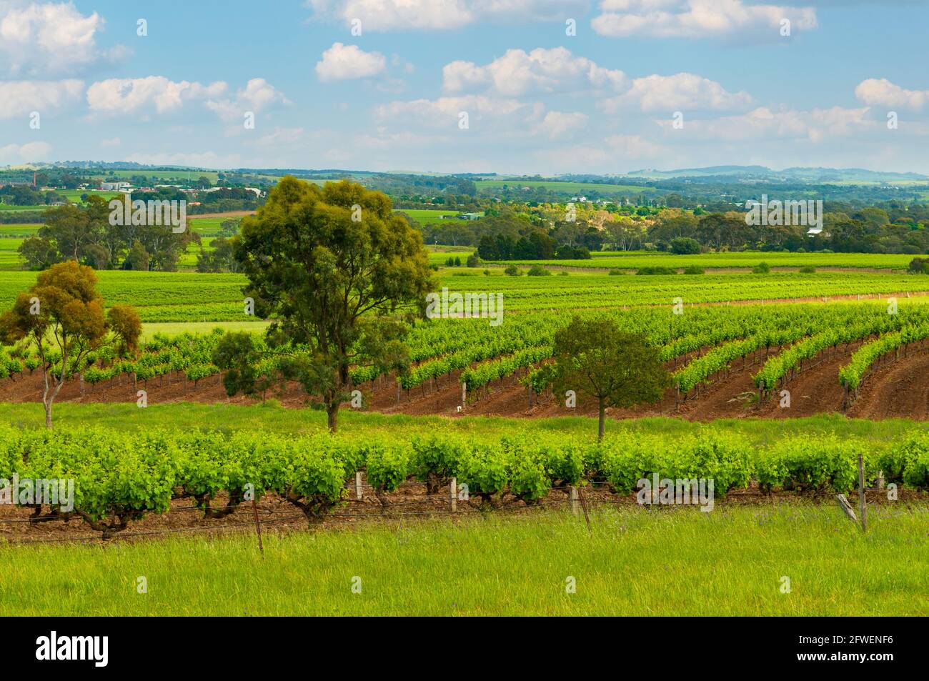 Barossa Valley Vines, South Australia, Australia Stock Photo - Alamy