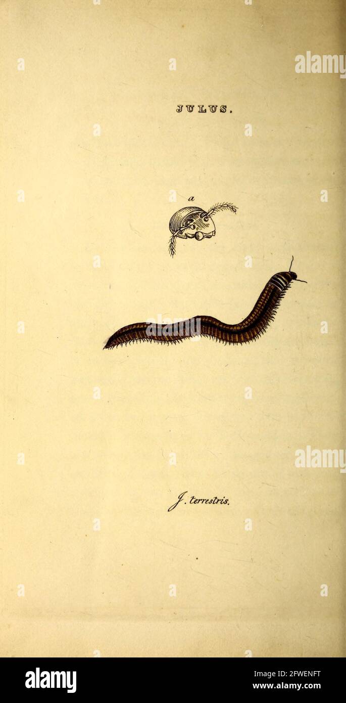 Vintage illustrations of beetles hi-res stock photography and images ...