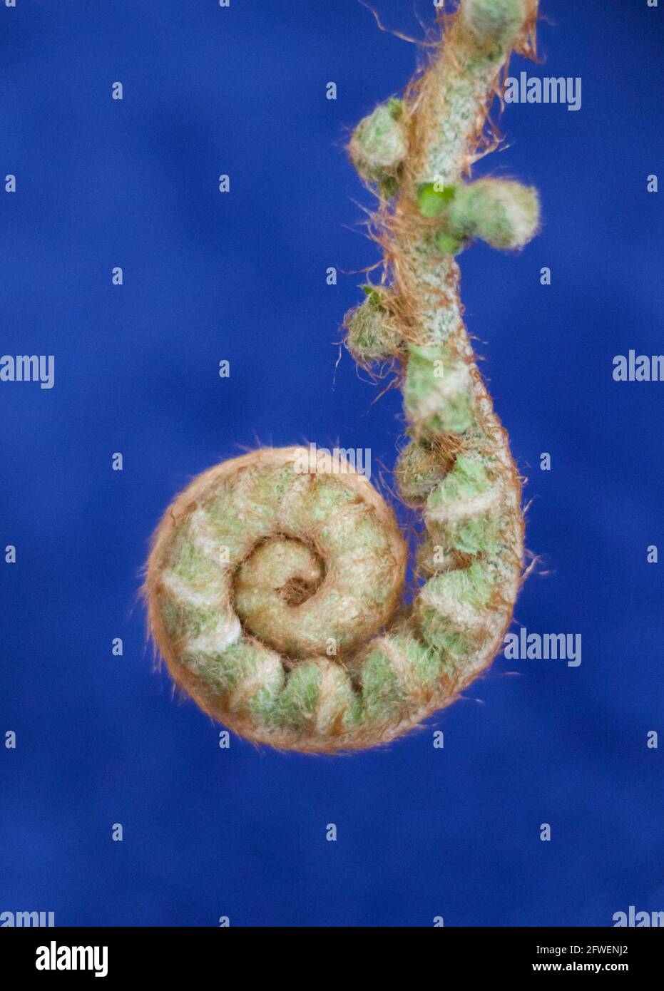 Simple fern frond against plain blue textured background with copy ...