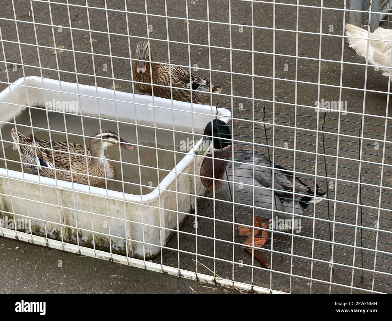Behind ducks hi-res stock photography and images - Alamy