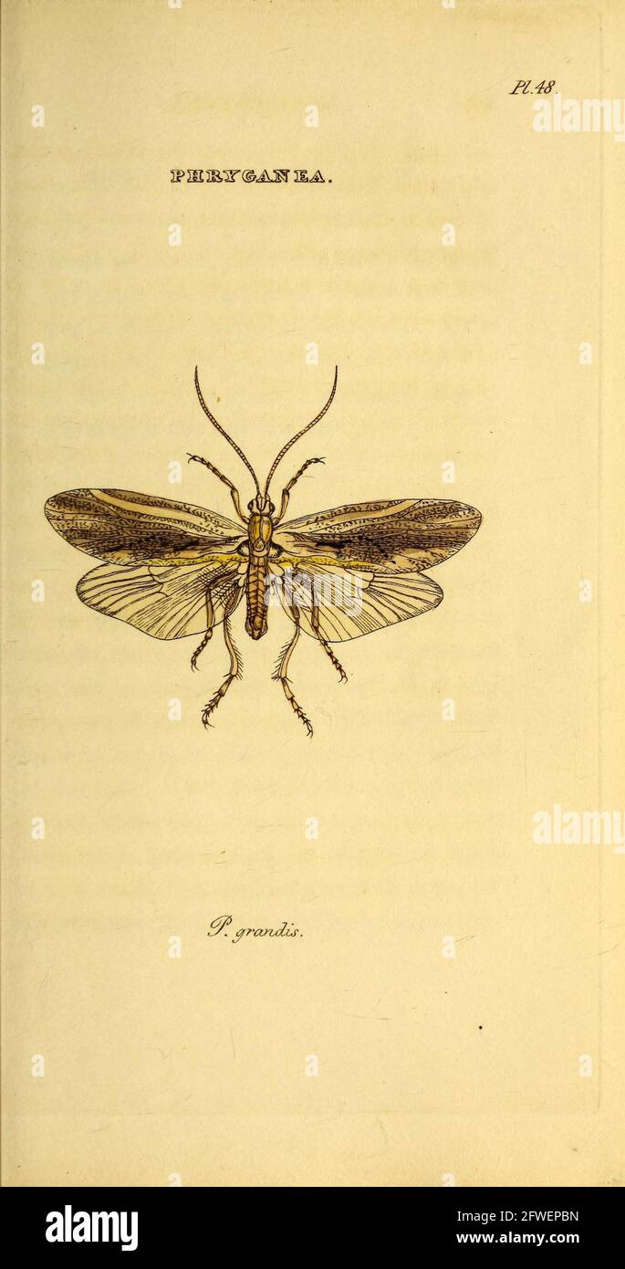 Vintage illustrations of beetles hi-res stock photography and images ...