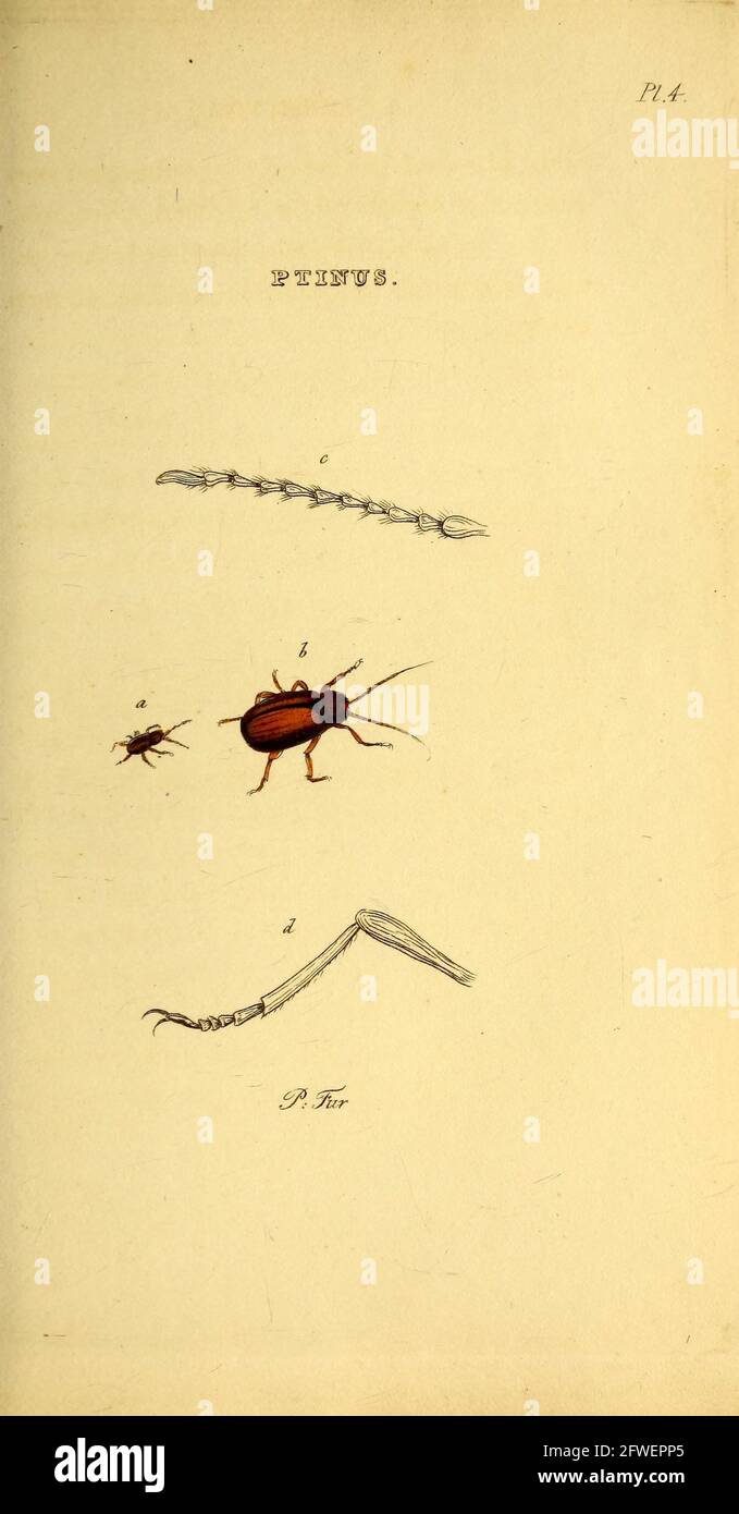 Vintage illustrations of beetles hi-res stock photography and images ...