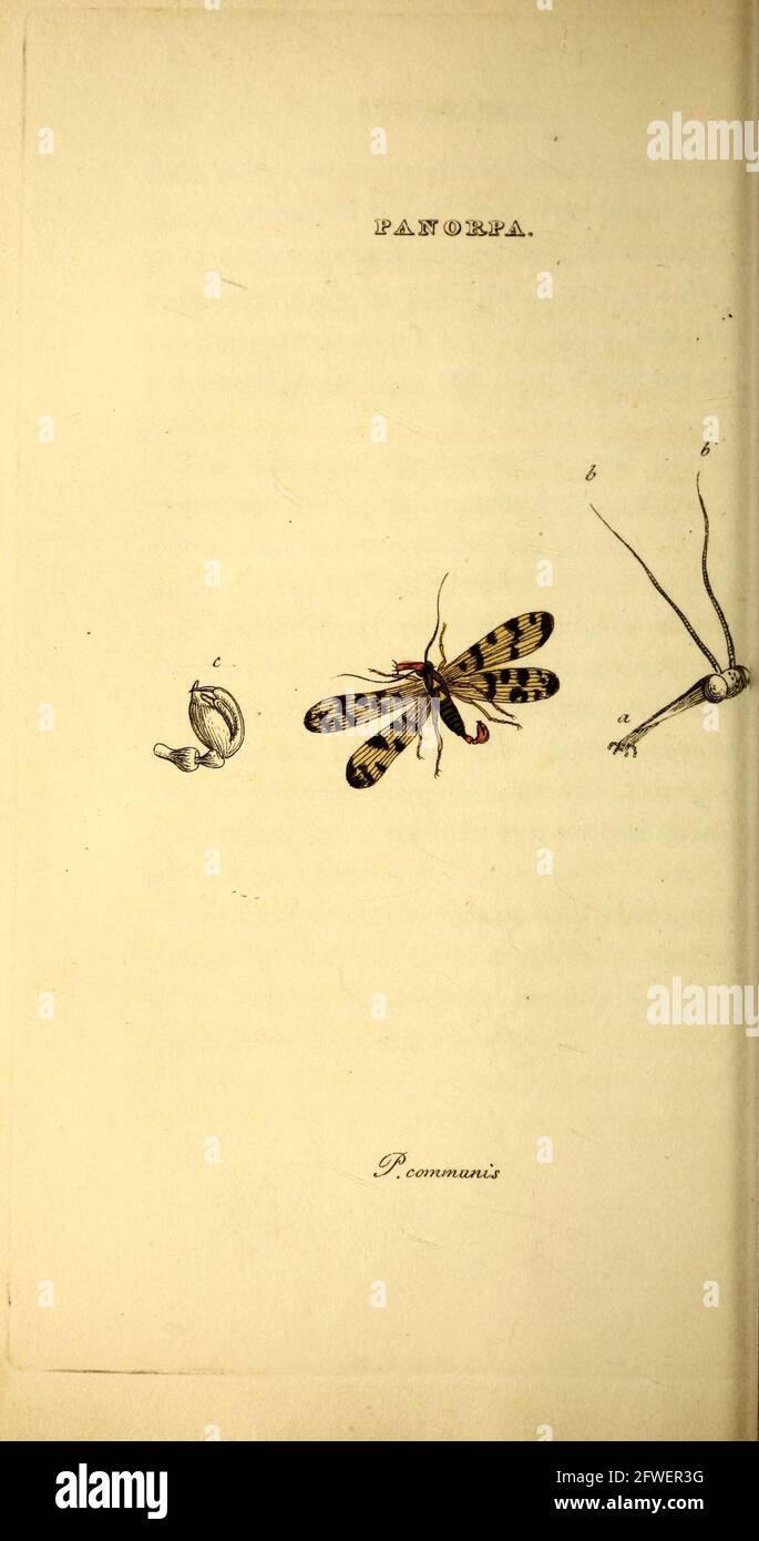Vintage illustrations of beetles hi-res stock photography and images ...