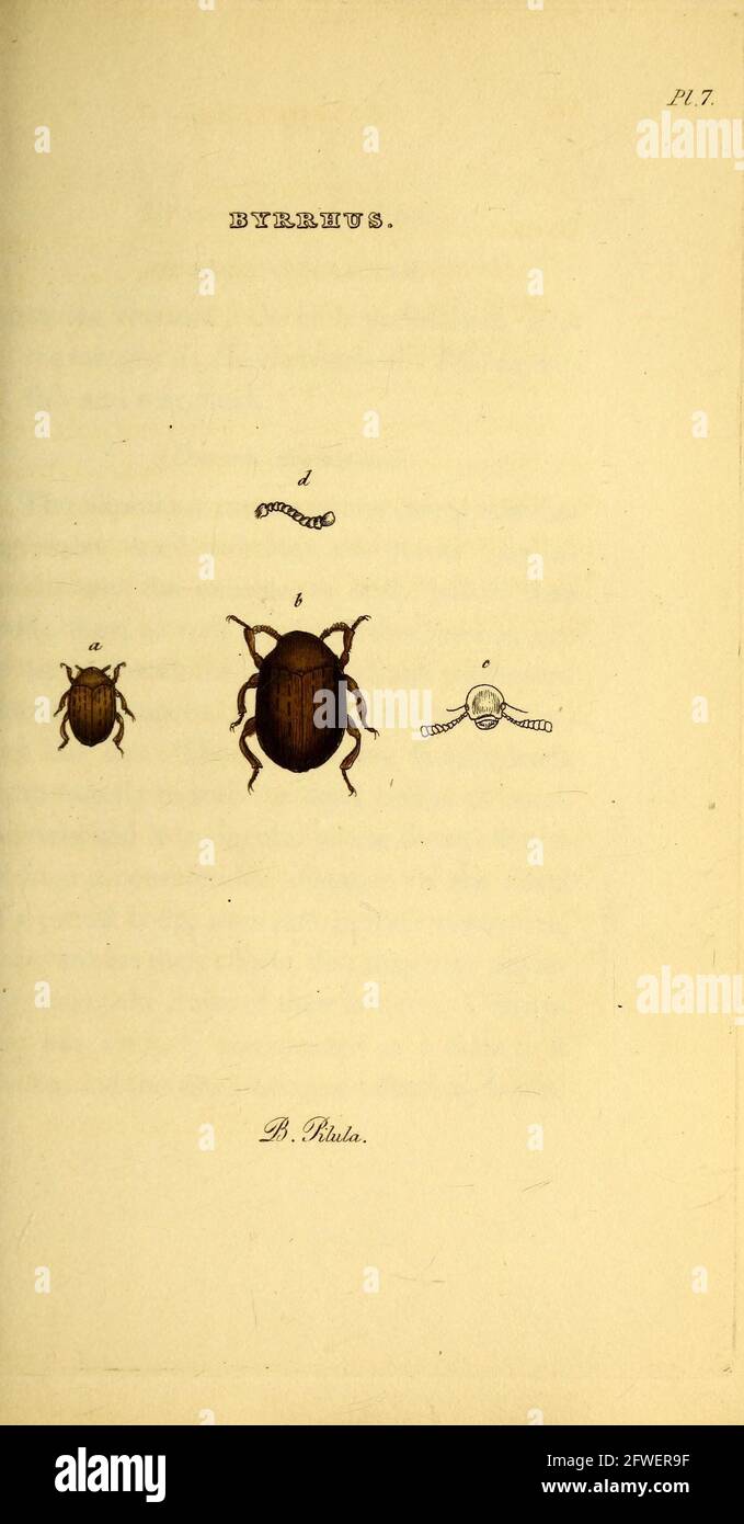 Vintage illustrations of beetles hi-res stock photography and images ...