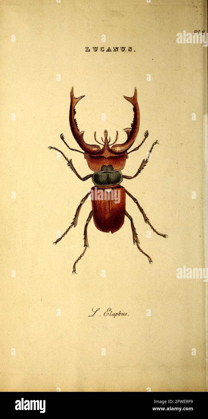 Vintage illustrations of beetles hi-res stock photography and images ...
