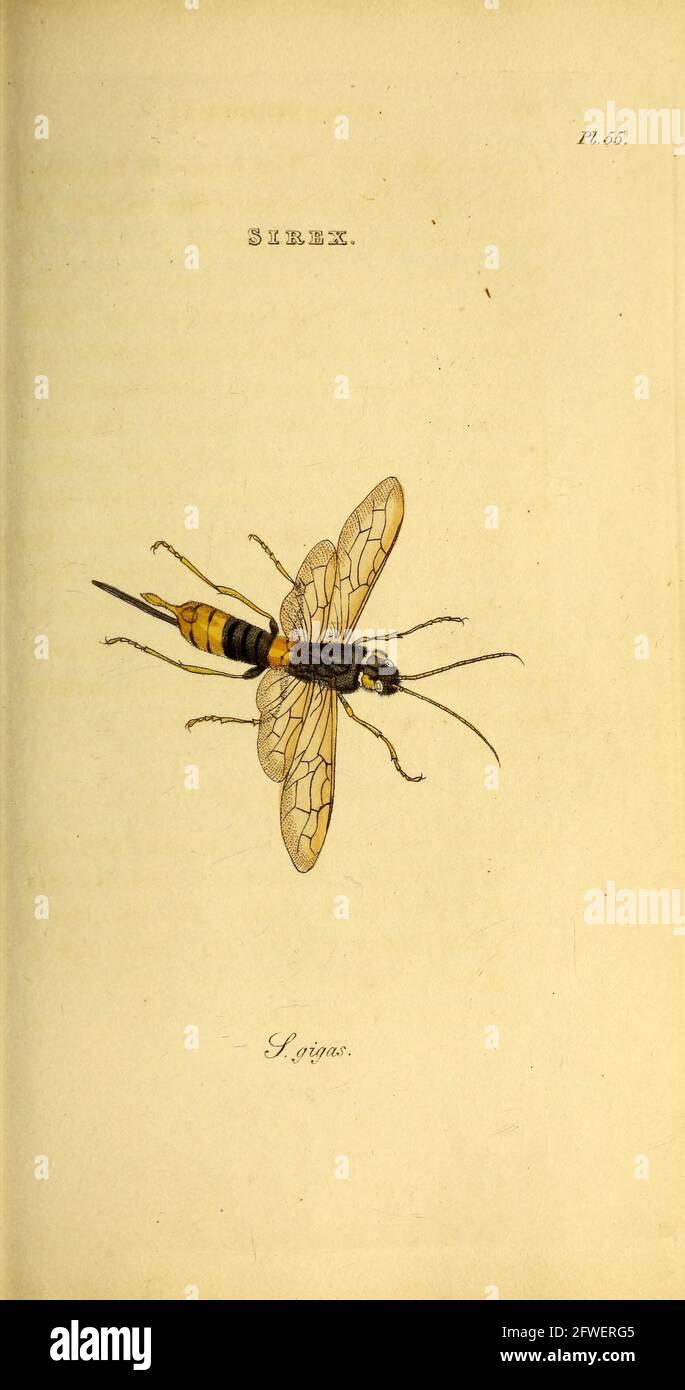 Vintage illustrations of beetles hi-res stock photography and images ...