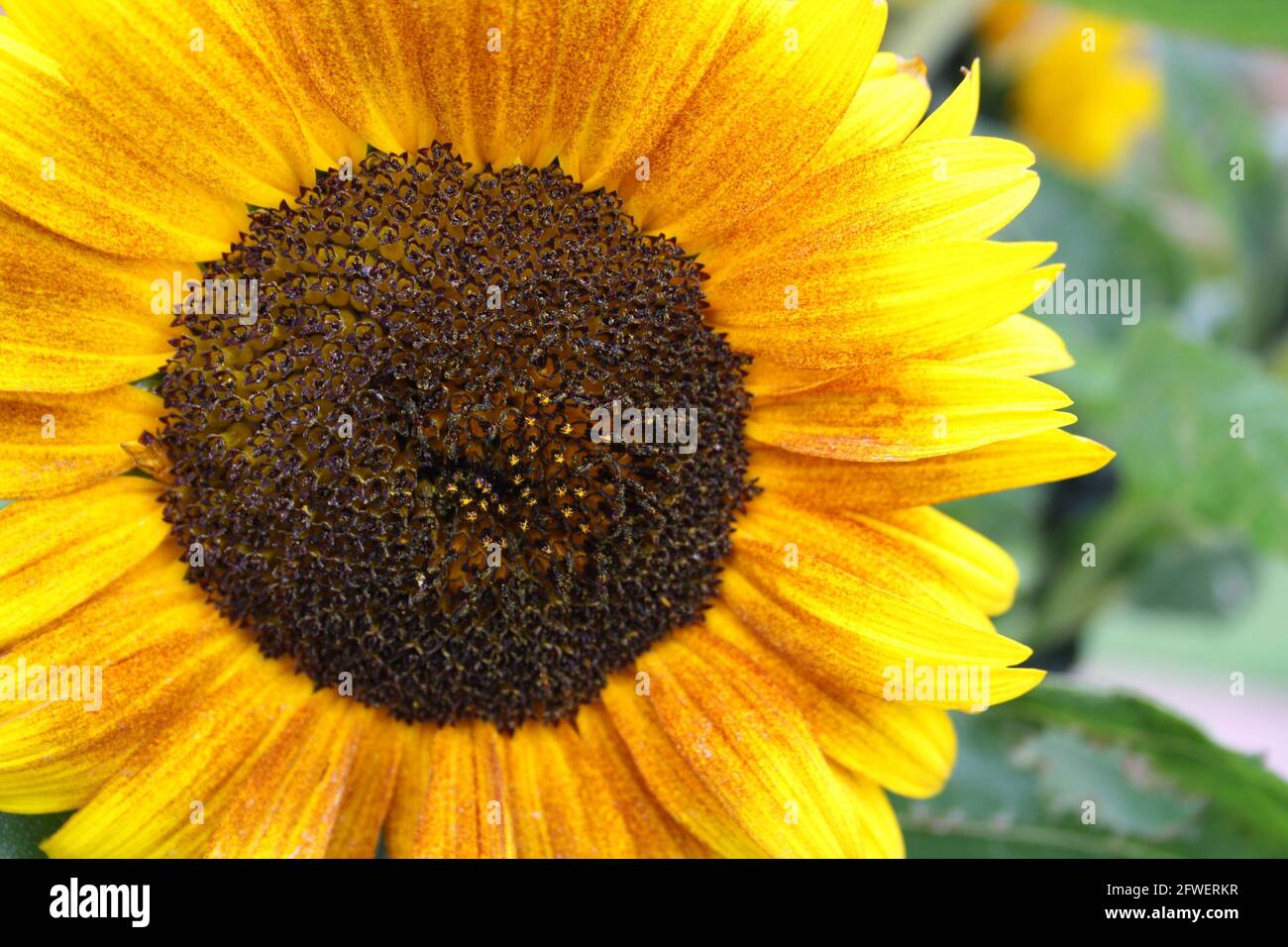 Bright and colorful background with sunflower Stock Photo - Alamy