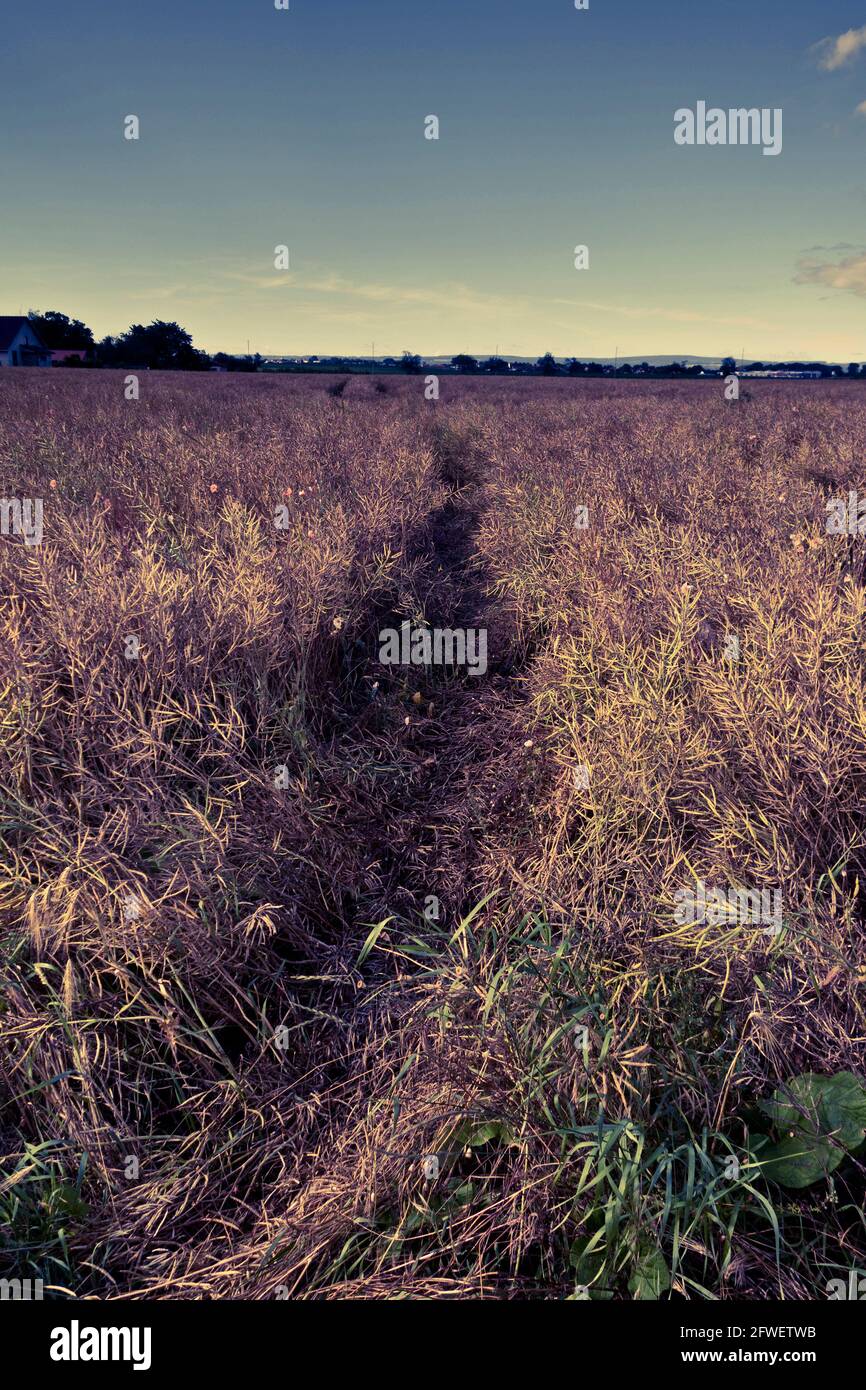 Grain and nature hi-res stock photography and images - Alamy