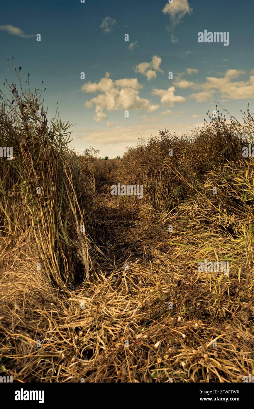 path into a field of grain Stock Photo - Alamy