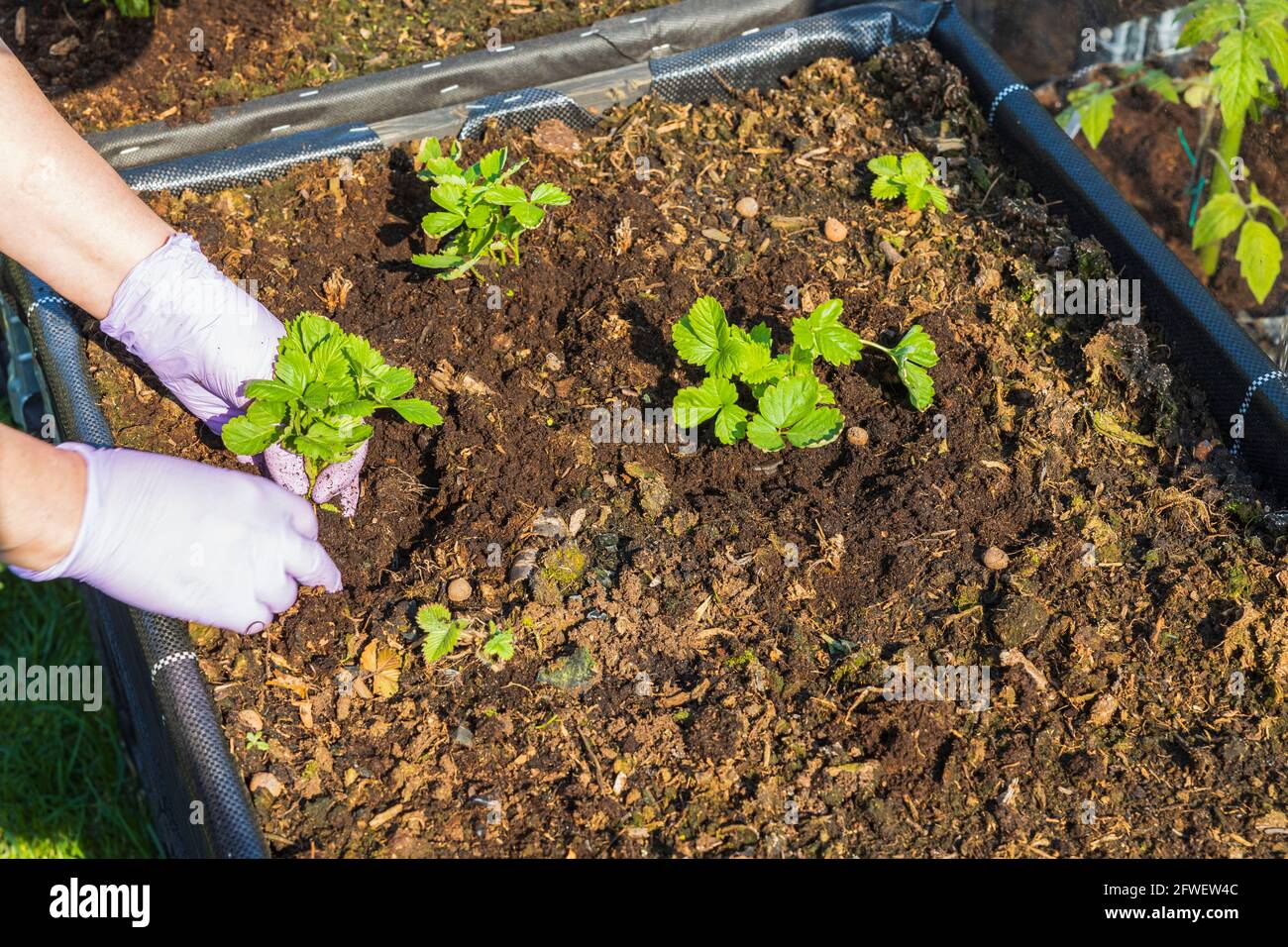 Pallet raised garden bed hi-res stock photography and images - Alamy