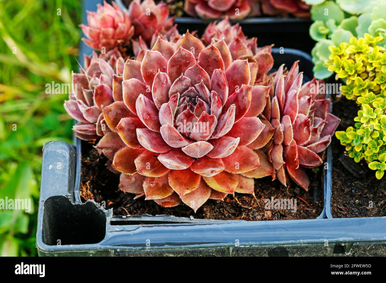 Beautiful succulent plants for rockery garden. Garden hobby Stock Photo - Alamy