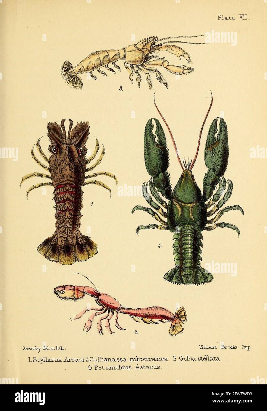 L Shrimp Fish And Seafood High Resolution Stock Photography and Images ...