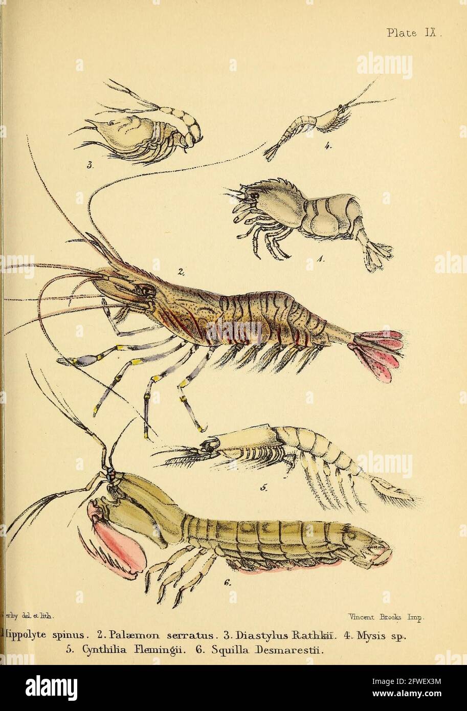 L Shrimp Fish And Seafood High Resolution Stock Photography and Images ...