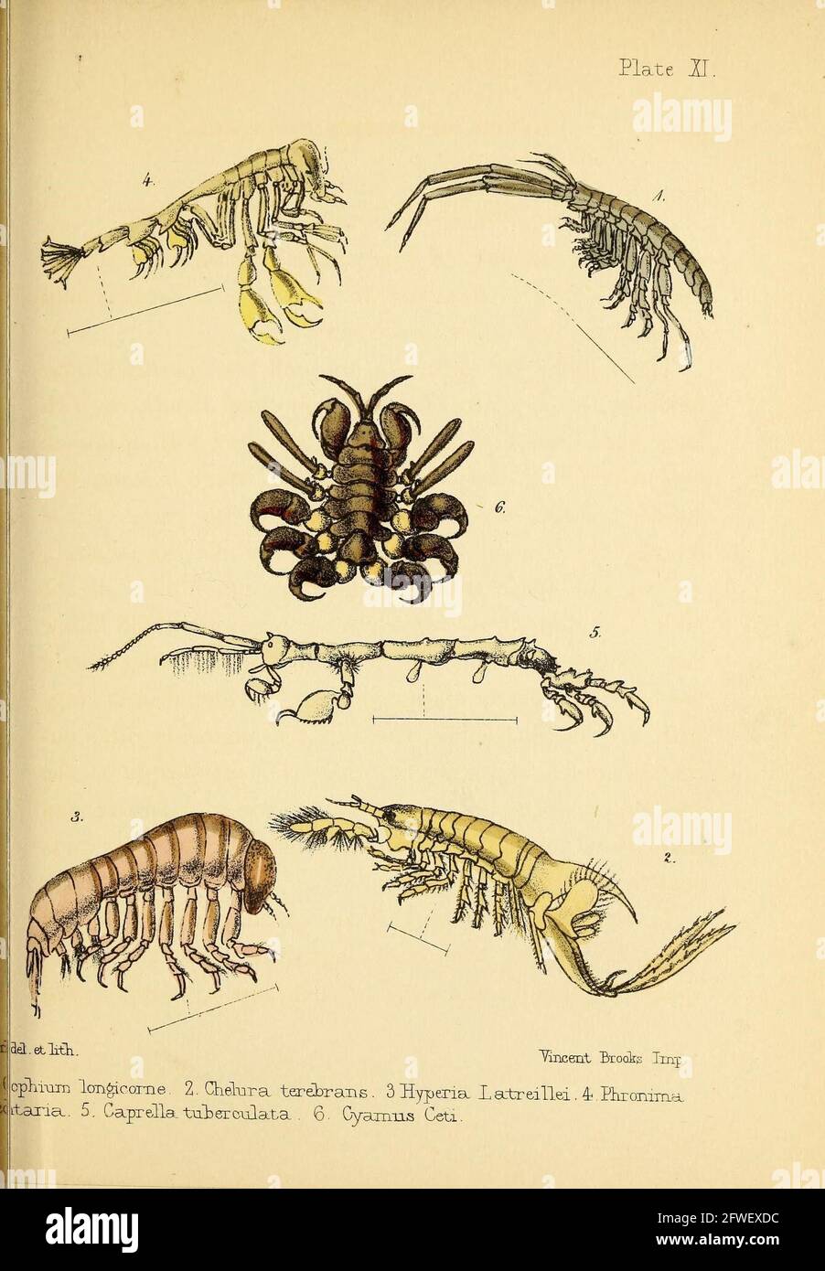 L Shrimp Fish And Seafood High Resolution Stock Photography and Images ...