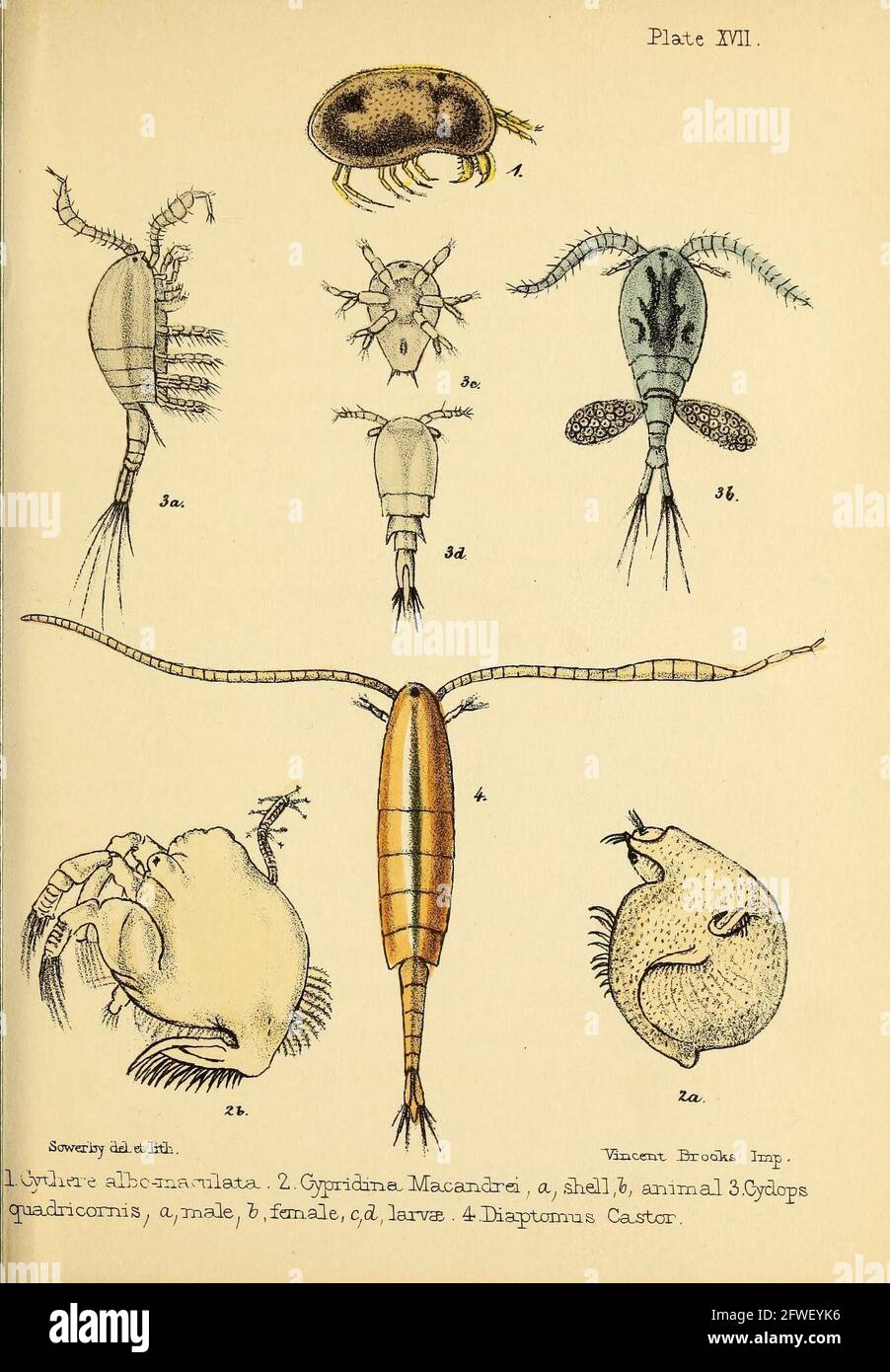 L shrimp fish and seafood hi-res stock photography and images - Alamy