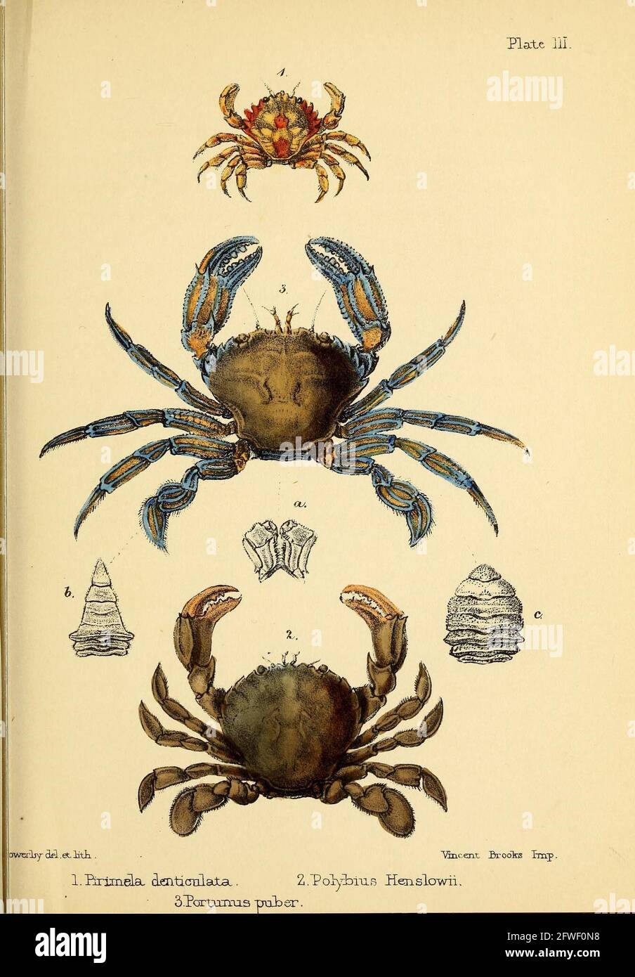 Reeve History High Resolution Stock Photography and Images - Alamy