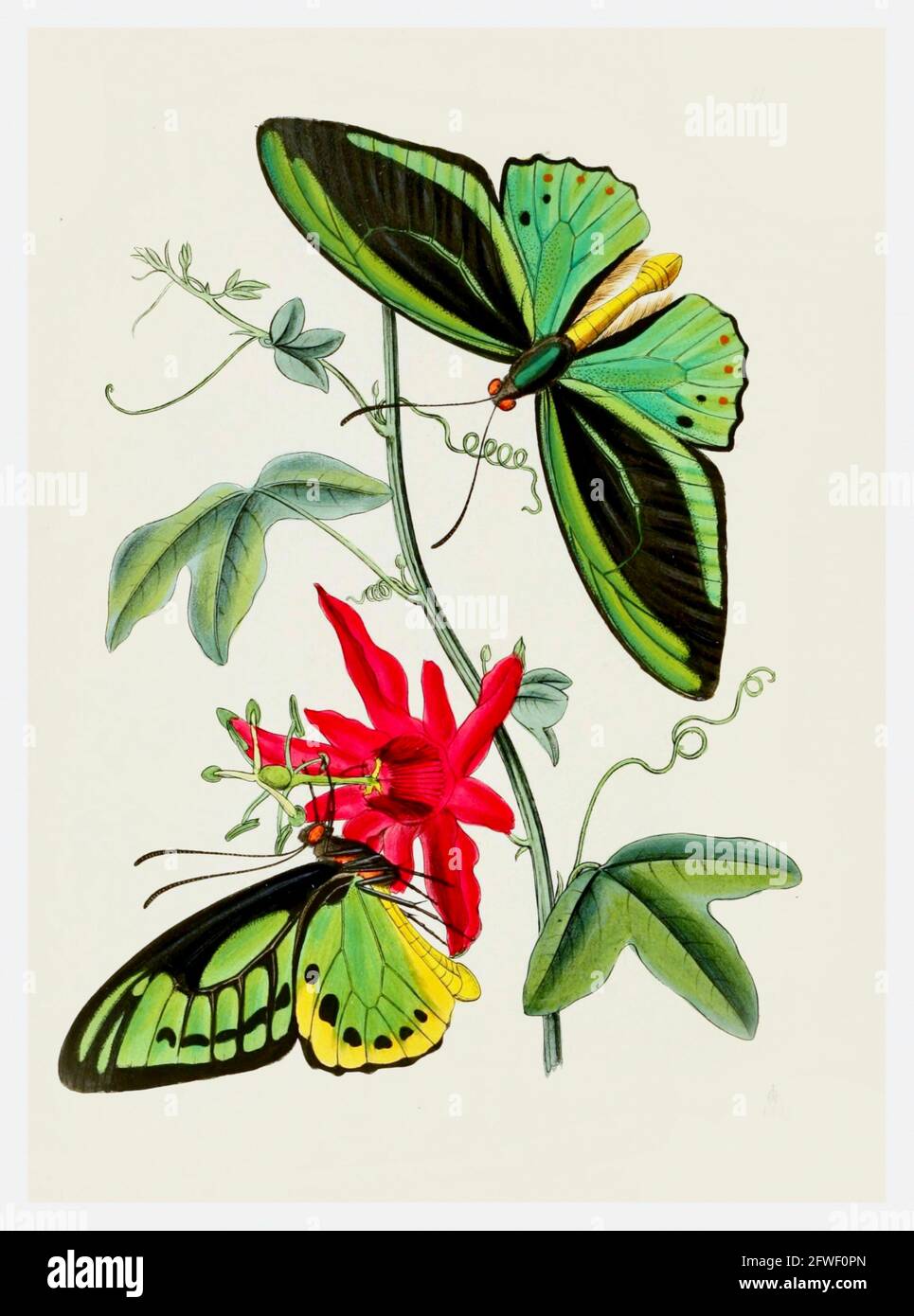 Vintage butterfly prints Stock Photo - Alamy