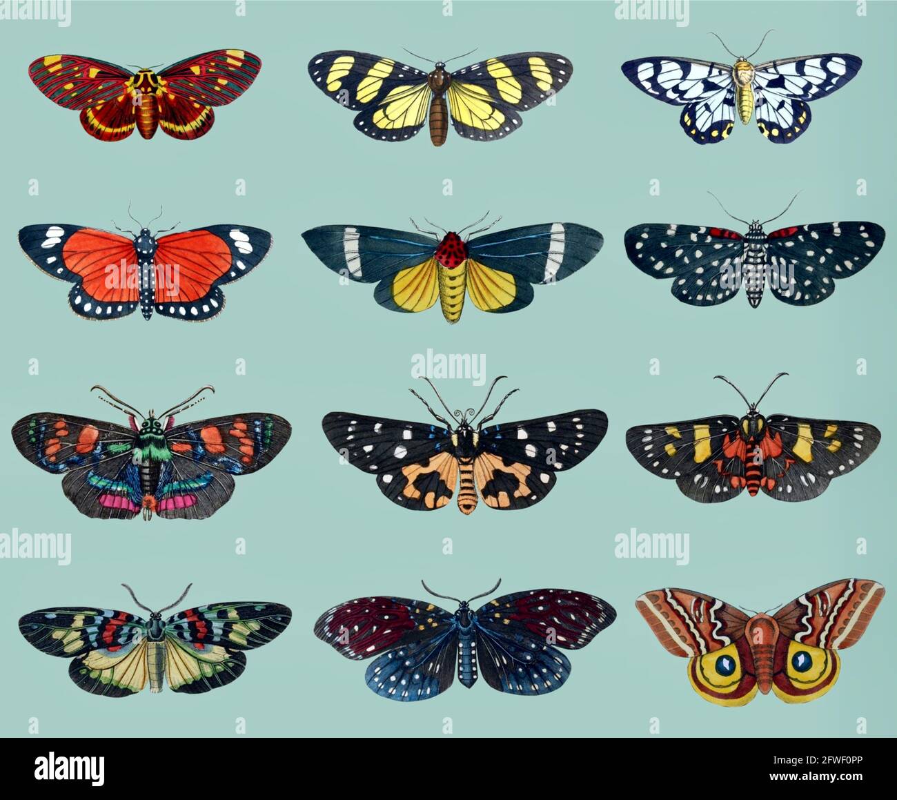 Vintage butterfly prints Stock Photo - Alamy