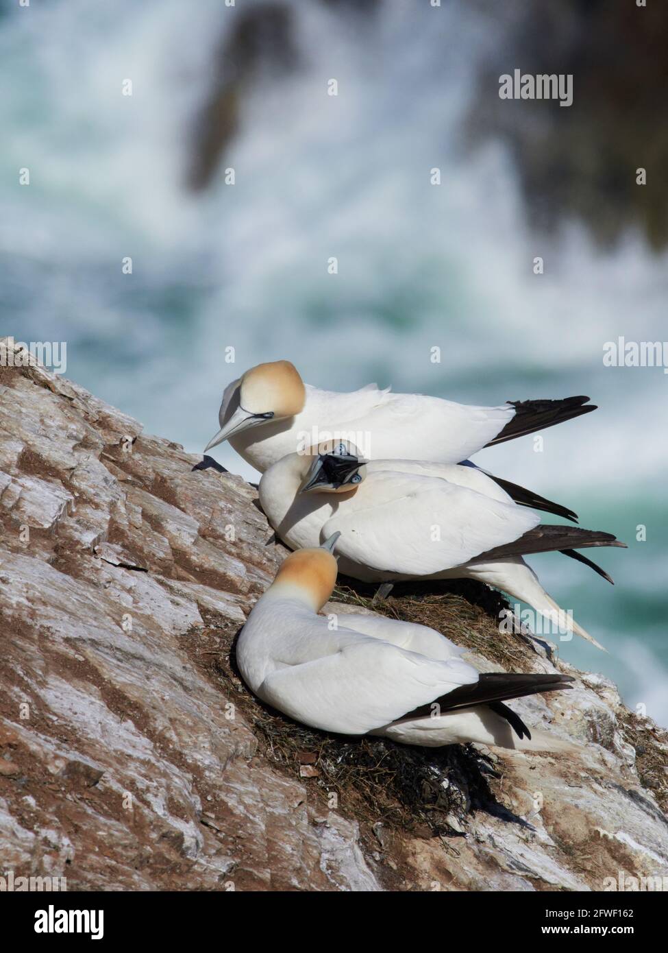 Troup Head Rspb Reserve High Resolution Stock Photography and Images ...