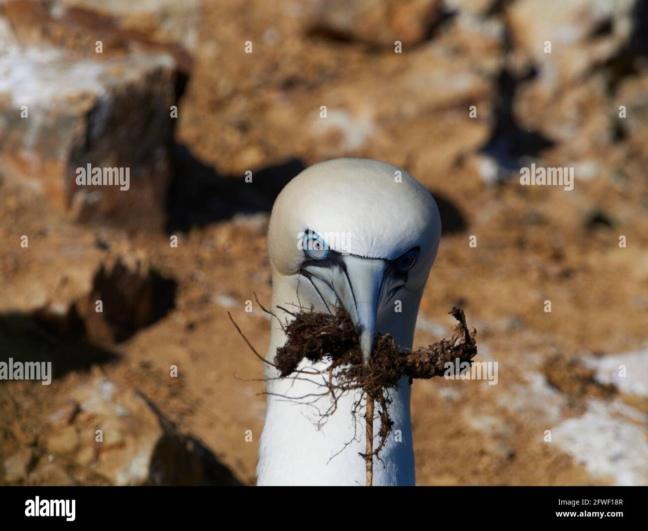 Troup Head Rspb Reserve High Resolution Stock Photography and Images ...