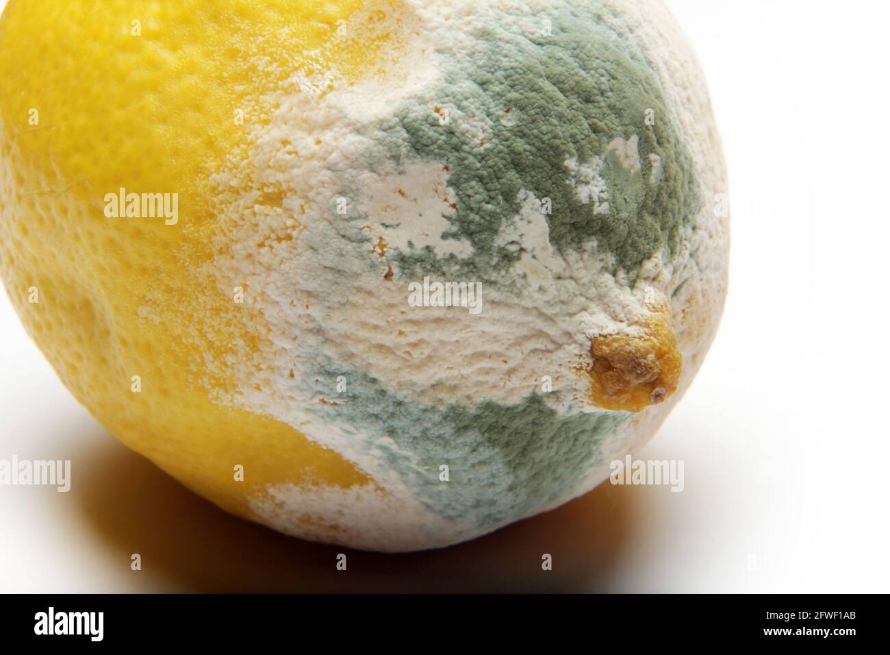 Sour mold hi-res stock photography and images - Alamy