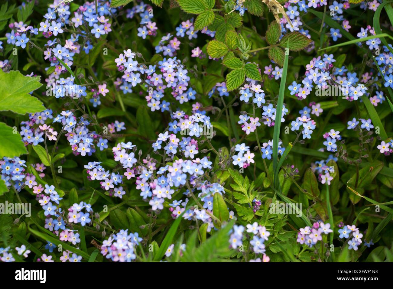 Favouring damp woodlands and rocky grasslands the Wood Forget-me-not is ...