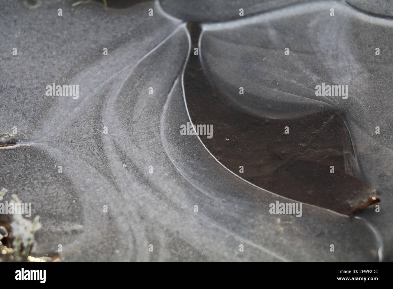 natural abstract pattern in ice over a puddle Stock Photo - Alamy