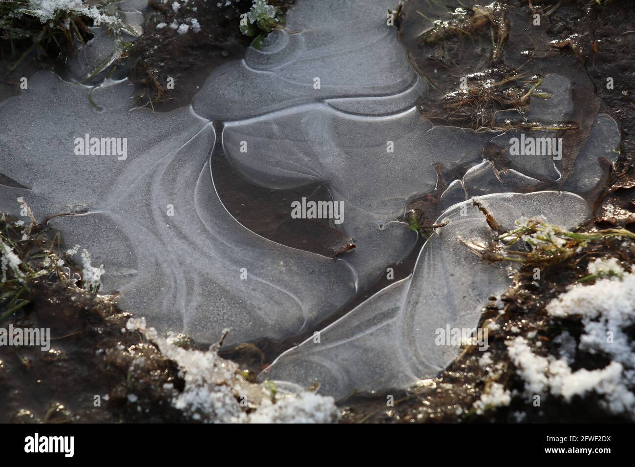 Ice structure in a frozen puddle of water hi-res stock photography and ...