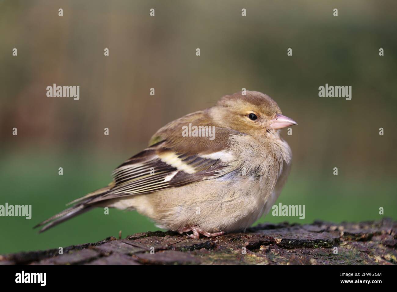 Puffed up fauna hi-res stock photography and images - Alamy