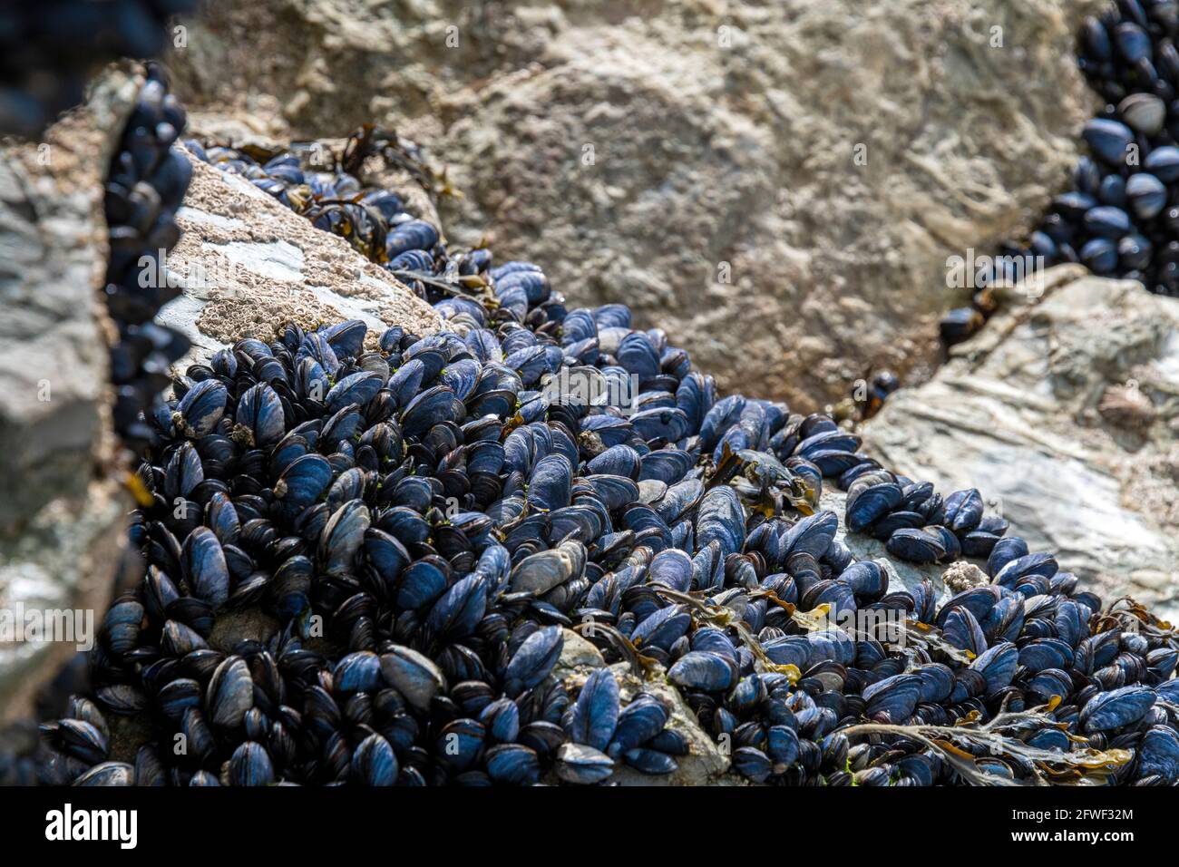 Mussels cover the rocks at Polzeath, Cornwall Stock Photo - Alamy