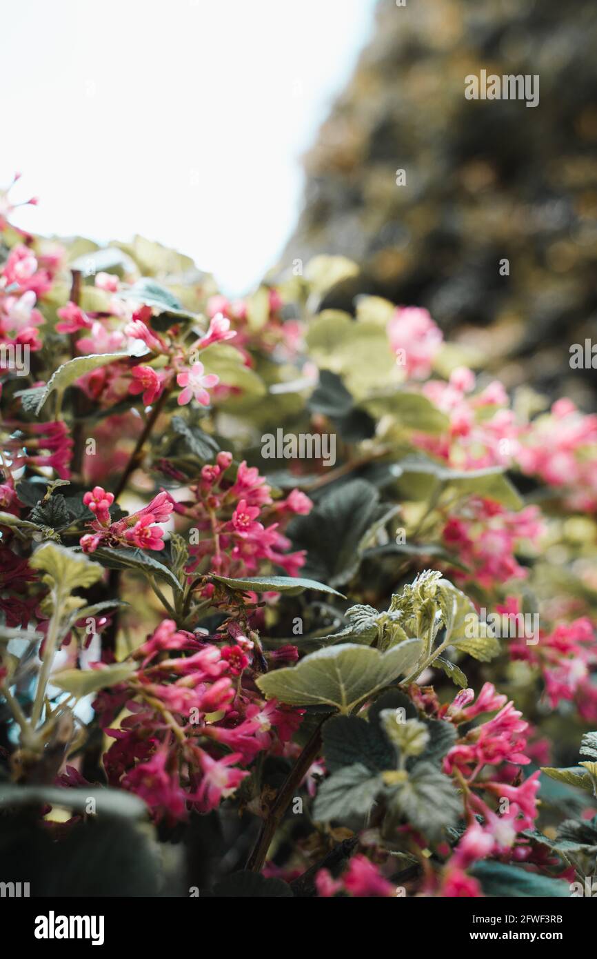 green bush with tiny pink blossoms in garden. The background shows a ...