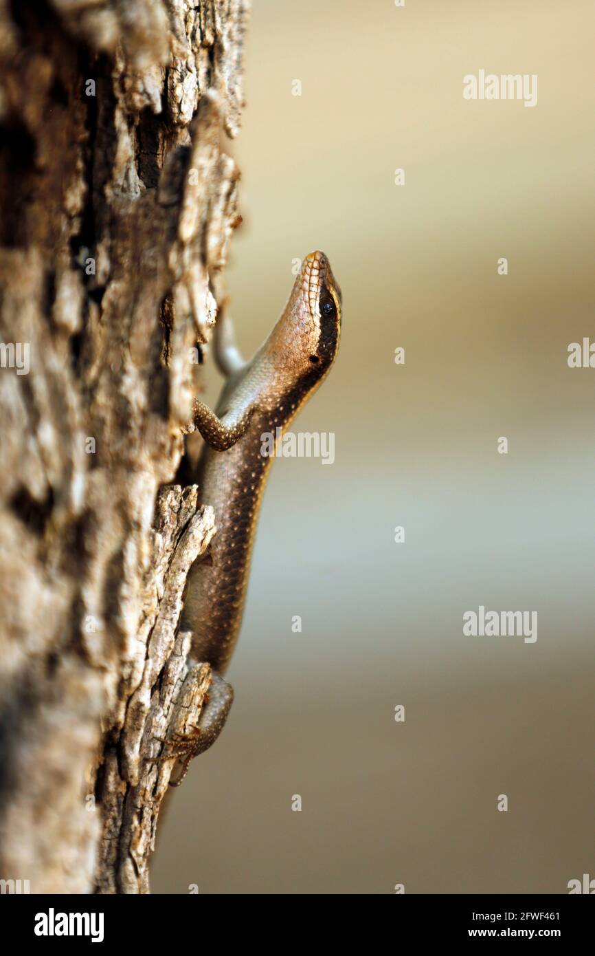 African Striped Skink (Trachylepis striata), on Tree. Kruger Park ...
