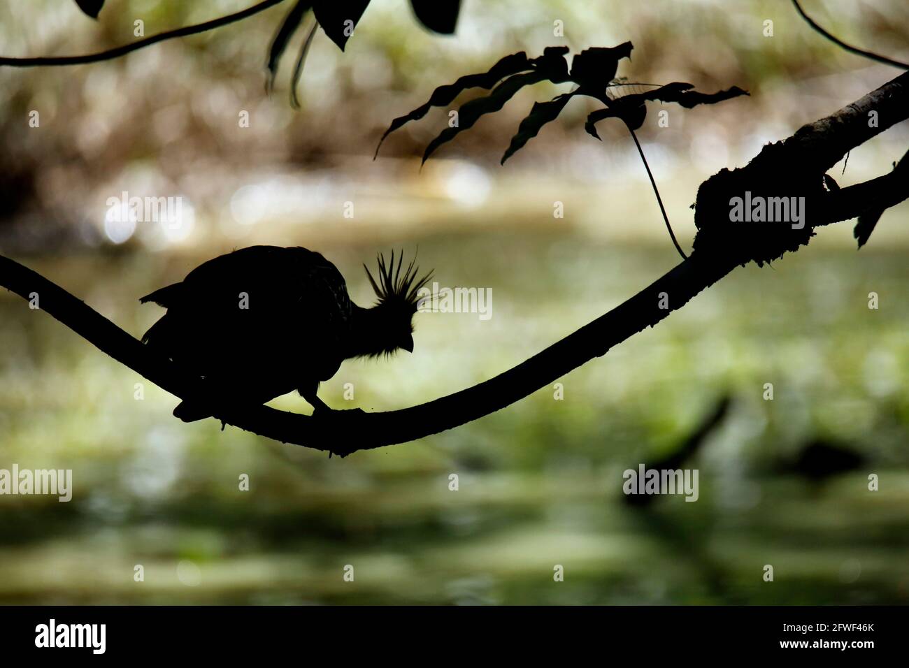 Hoatzin, hoatzin bird, Opisthocomus hoazin, reptile bird, skunk bird ...