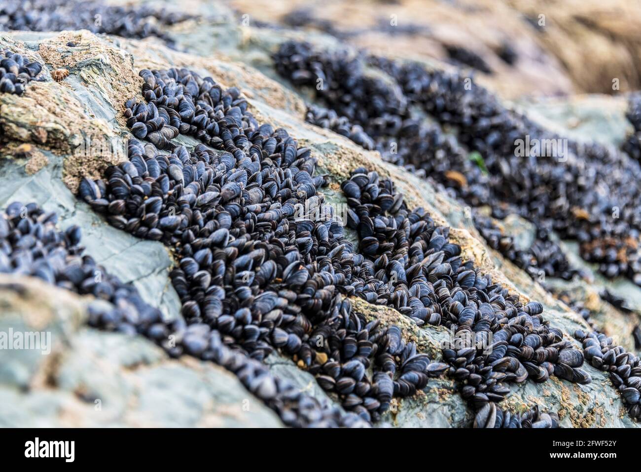 Mussels cover the rocks at Polzeath, Cornwall Stock Photo - Alamy