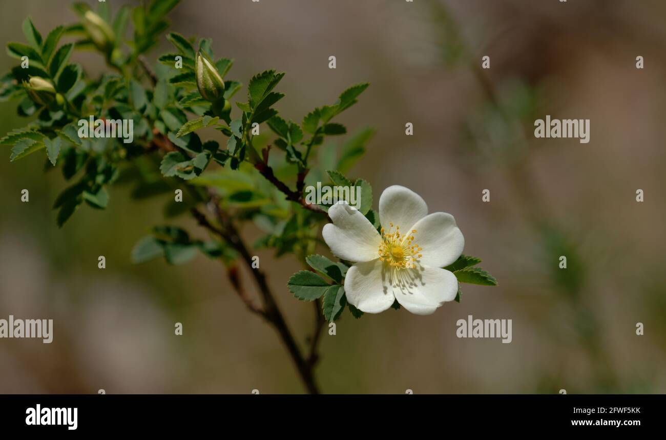 Scotch rose hi-res stock photography and images - Alamy