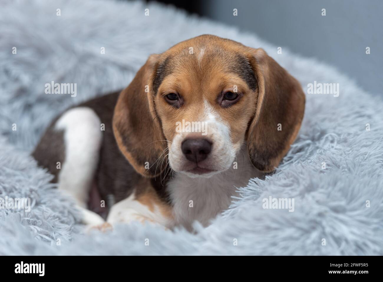 Beagle puppy resting on a couch Stock Photo - Alamy