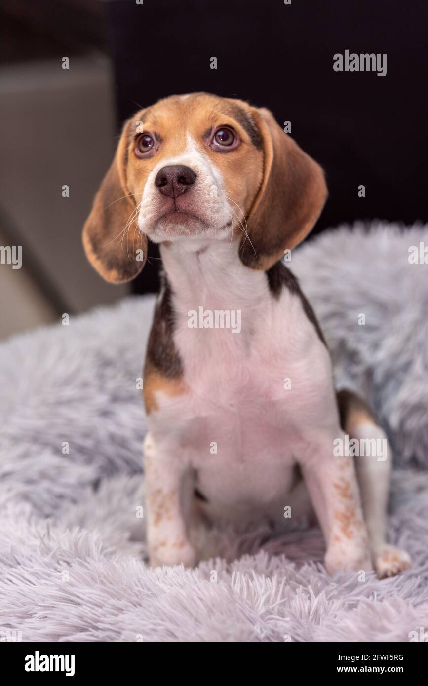 Beagle puppy resting on a couch Stock Photo - Alamy