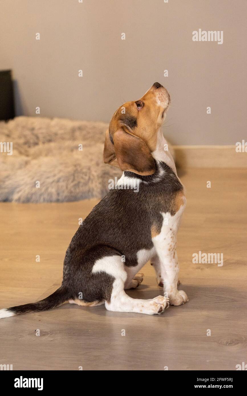 Beagle puppy resting on a couch Stock Photo - Alamy