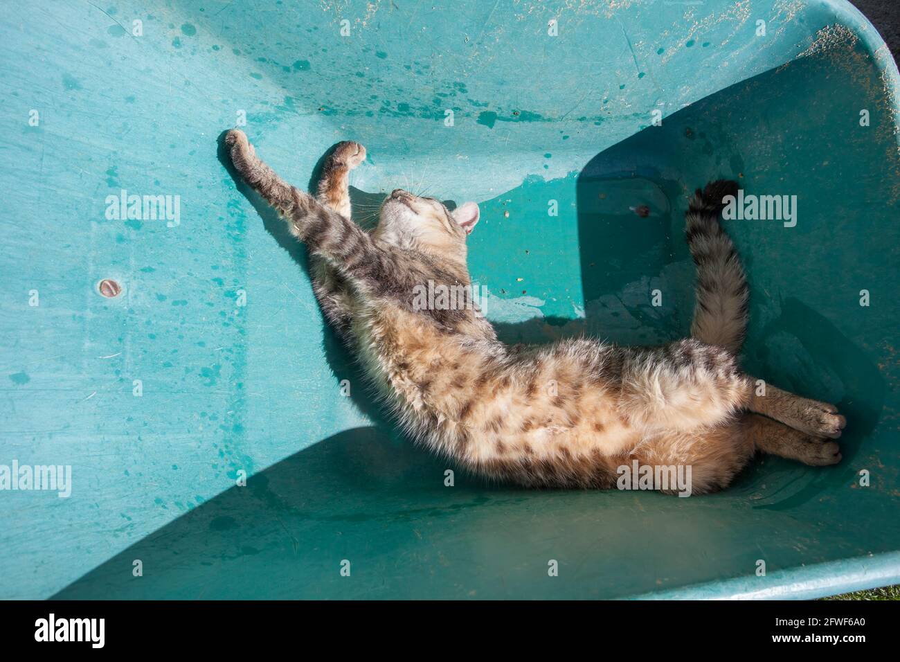 funny cat in a wheelbarrow Stock Photo - Alamy