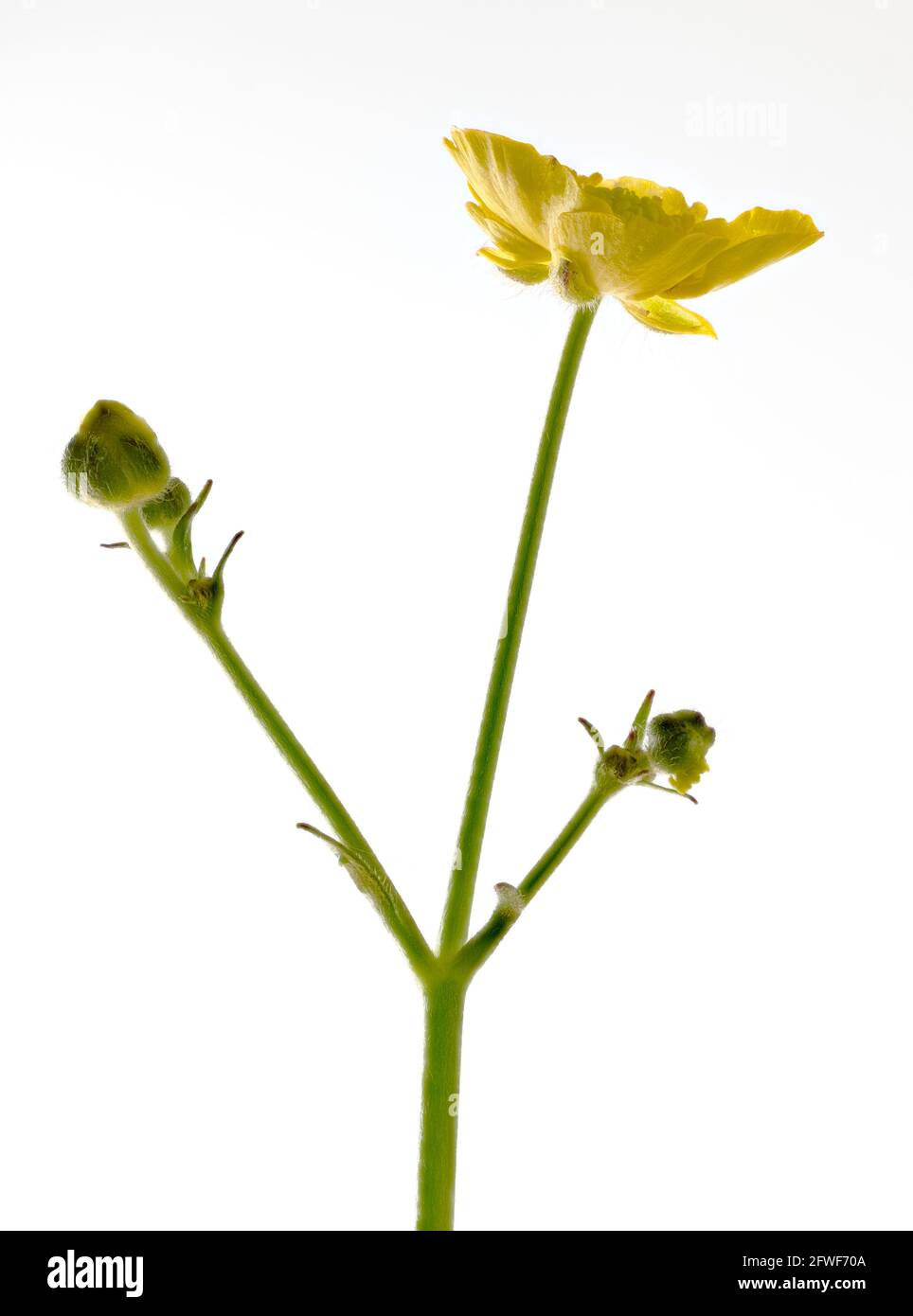 Common Buttercup (Ranunculus acris) photographed in the studio against ...