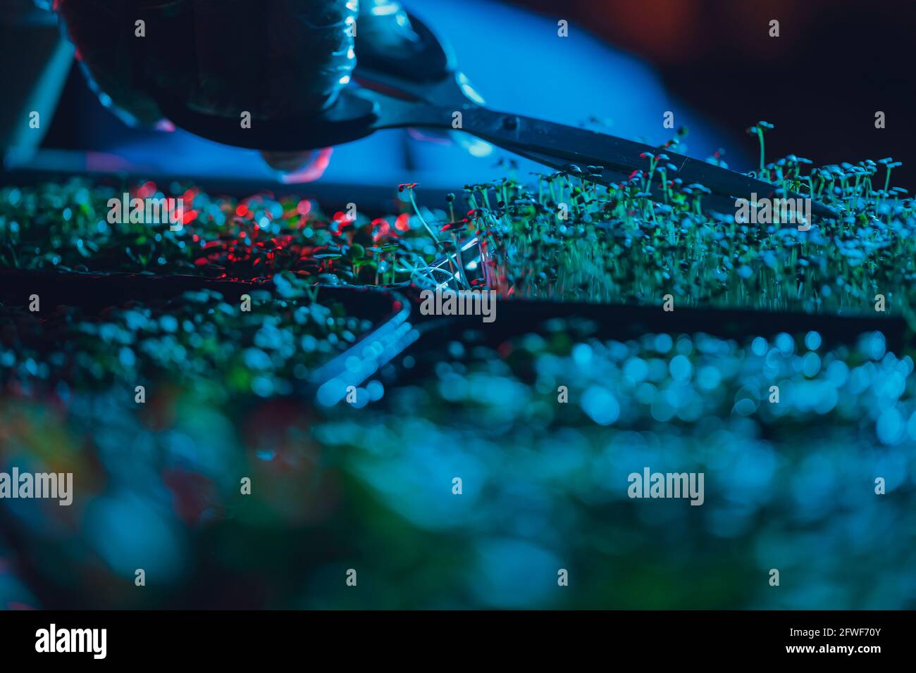 Men's hands cut the microgreens with scissors. Fresh juicy sprouts of ...