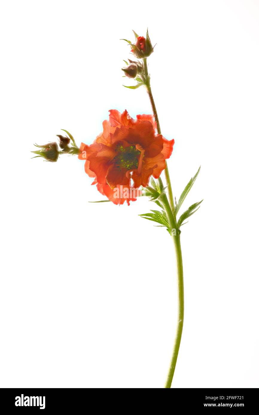 Beautiful bright red Geum flower (Rosaceae species) photographed ...