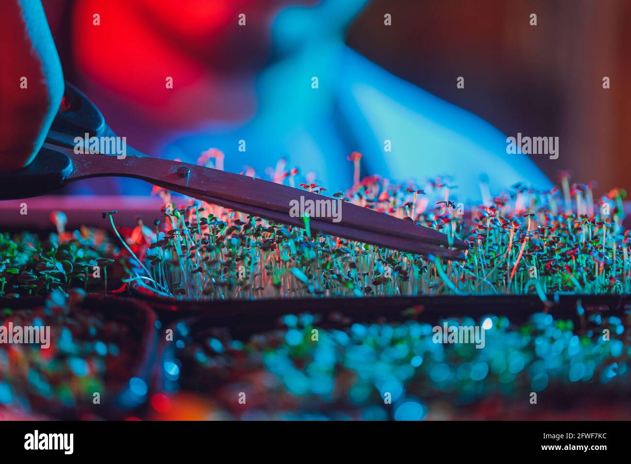 Men's hands cut the microgreens with scissors. Fresh juicy sprouts of ...
