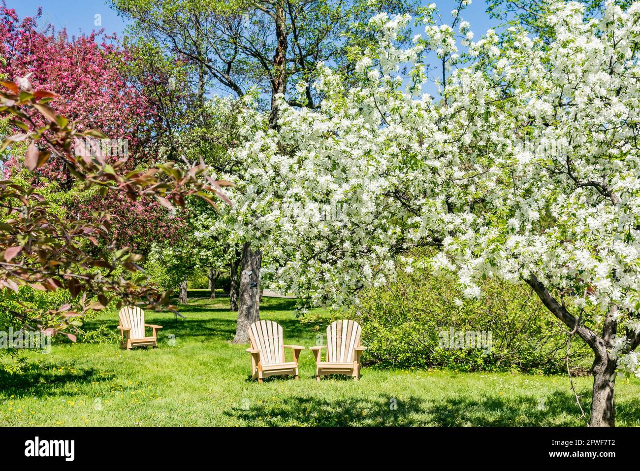 Deck chairs under blossoming apple trees of different colors Stock ...