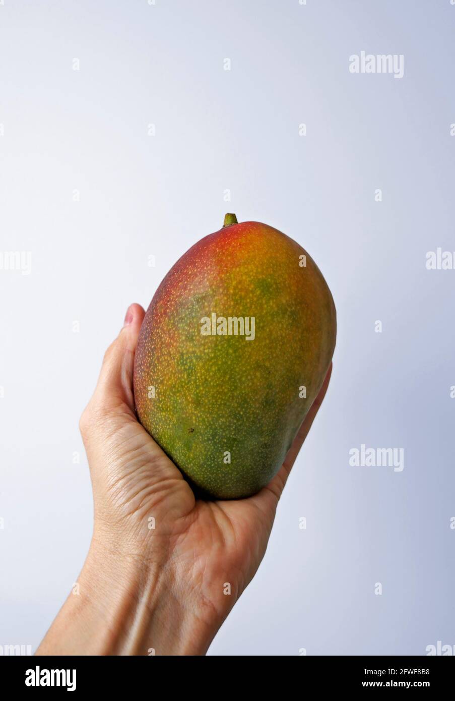Mango on hand in a bright background Stock Photo - Alamy