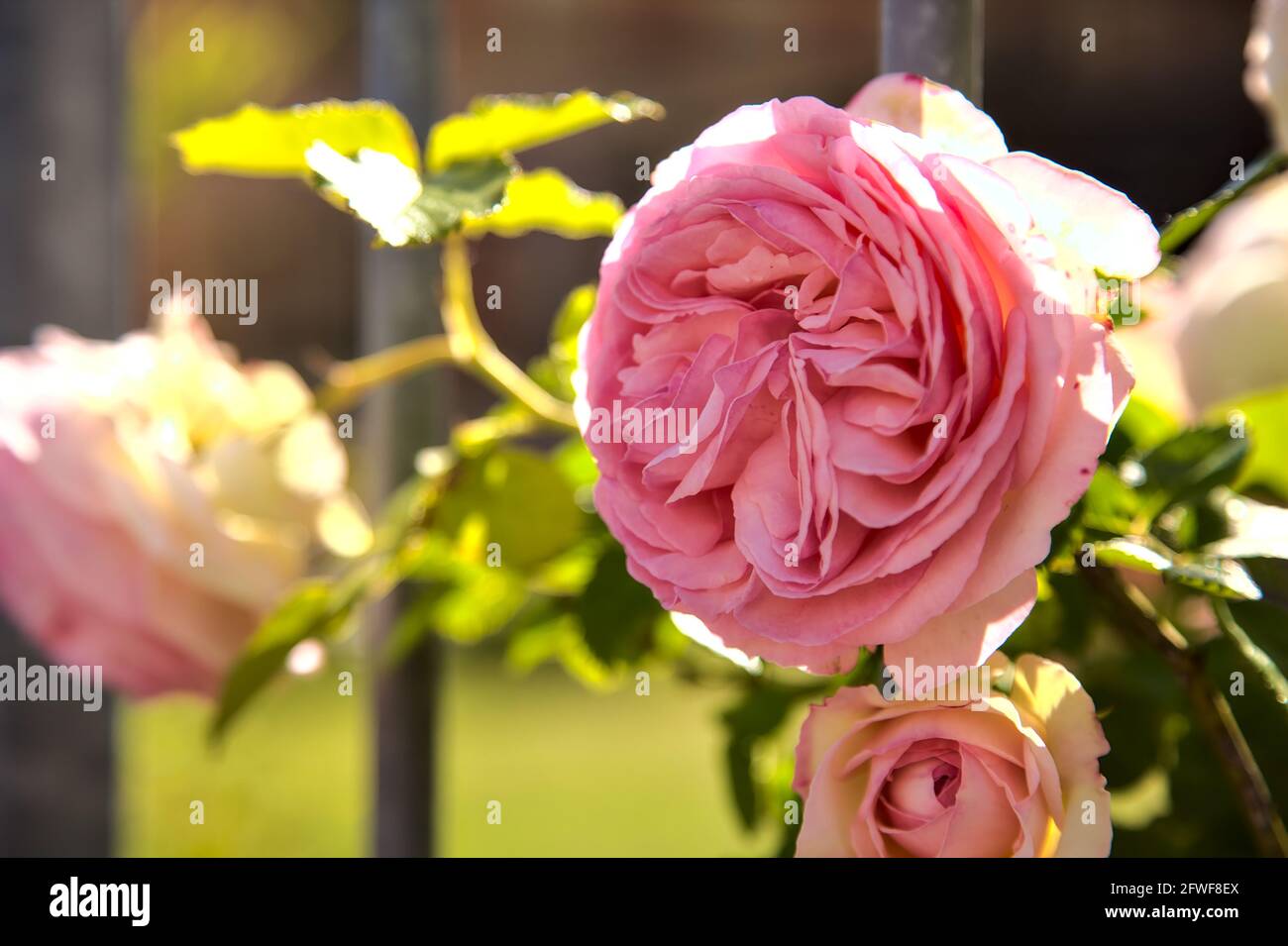 Rose flower close up landscape hi-res stock photography and images - Alamy